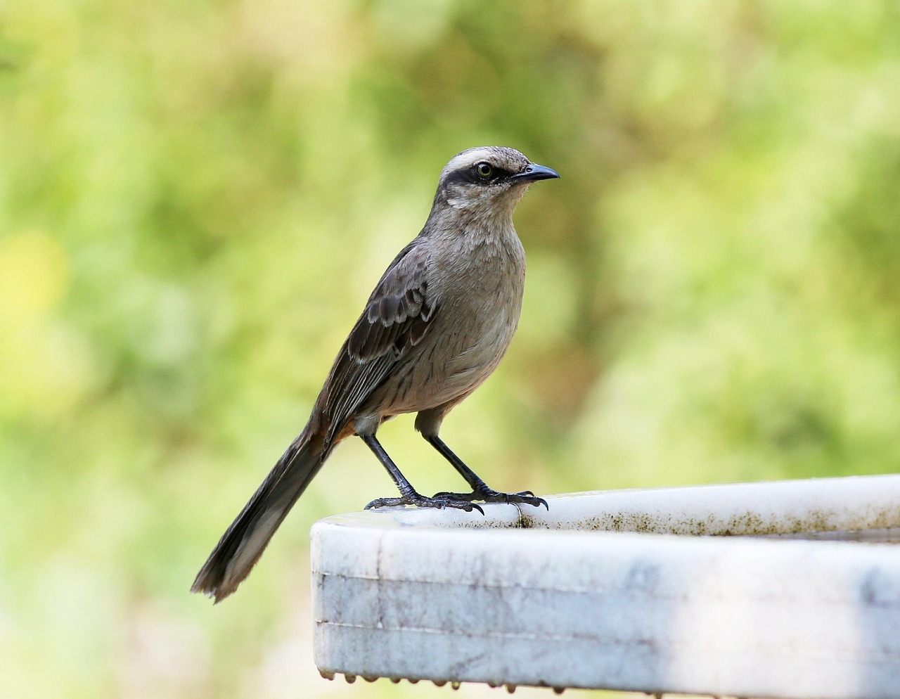 Knew About The Field Bird In - Free photo on Pixabay - Pixabay
