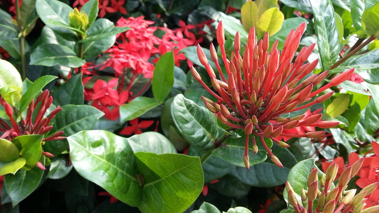 Red Flowers Flowering Ixora - Free photo on Pixabay - Pixabay
