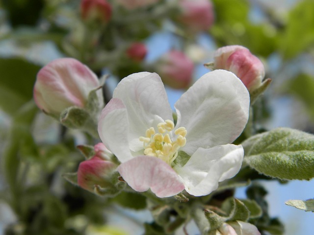 Árbol De Manzana Flor - Foto gratis en Pixabay - Pixabay