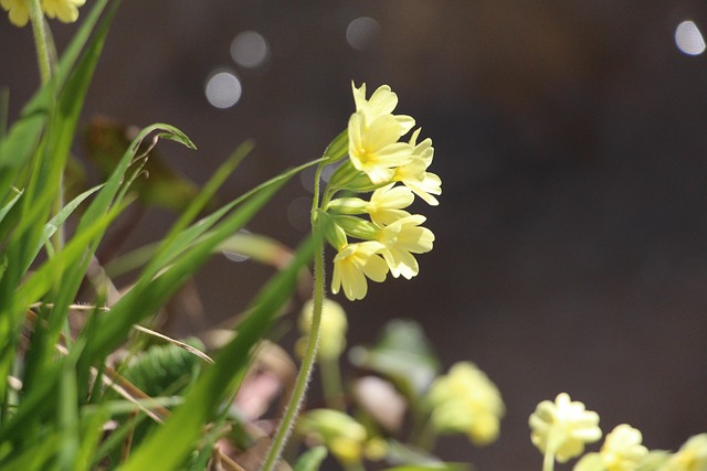 Gold Button Flower Yellow - Free photo on Pixabay - Pixabay