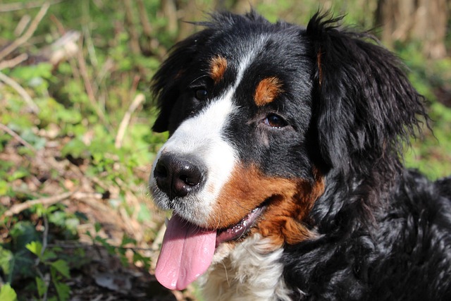 Dog Bernese Mountain Animal - Free photo on Pixabay