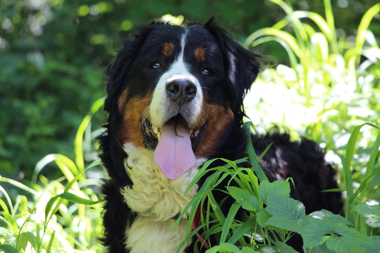 Dog Bernese Mountain Big - Free photo on Pixabay - Pixabay