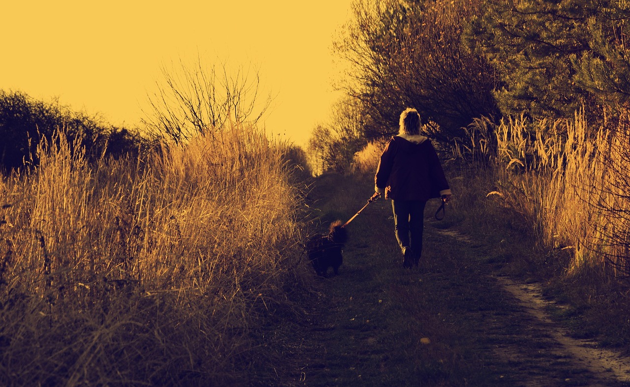 Walk Autumn Dog Free Photo On Pixabay Pixabay