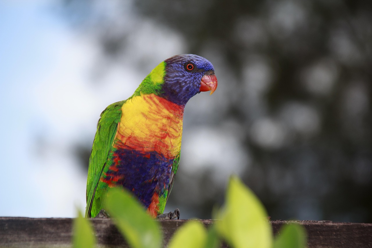 Australia Natural Bird - Free photo on Pixabay - Pixabay
