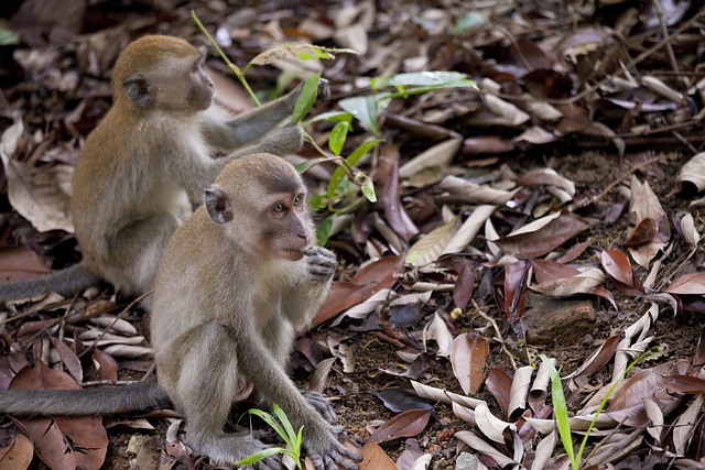 Singe Nature Sauvage - Photo gratuite sur Pixabay - Pixabay