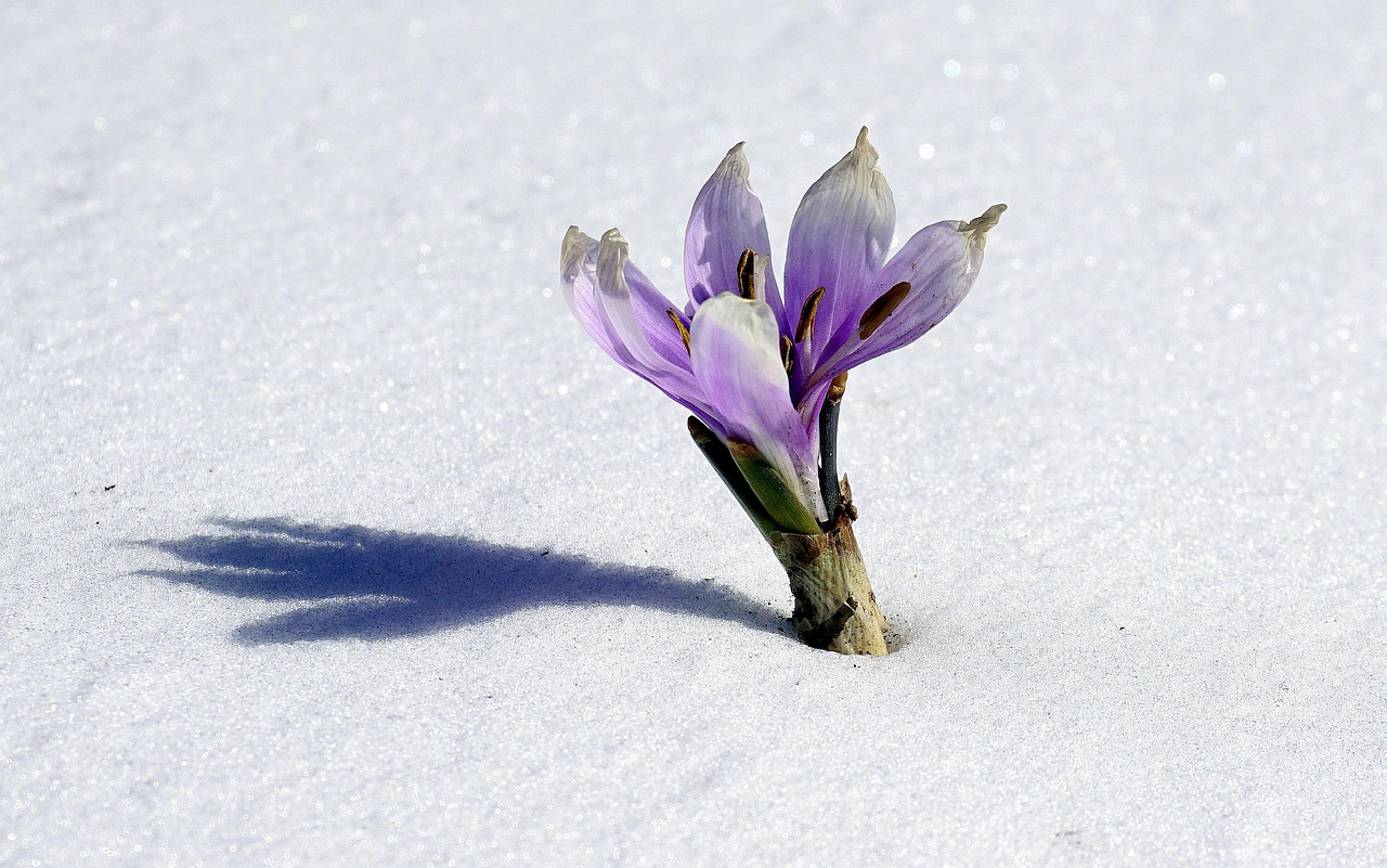 Winter Flower Snow Botany - Free photo on Pixabay - Pixabay
