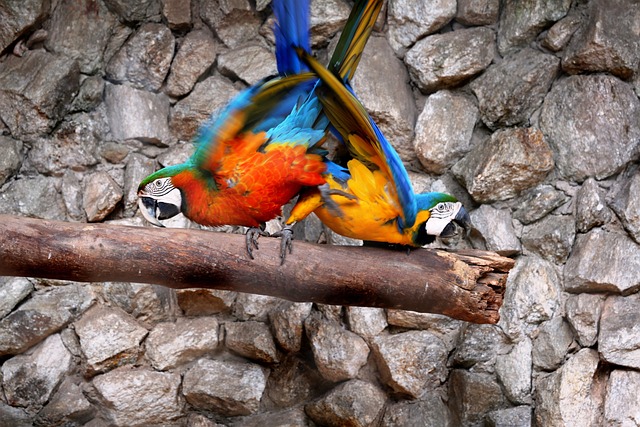 Macaws On The Natural Background - Free photo on Pixabay