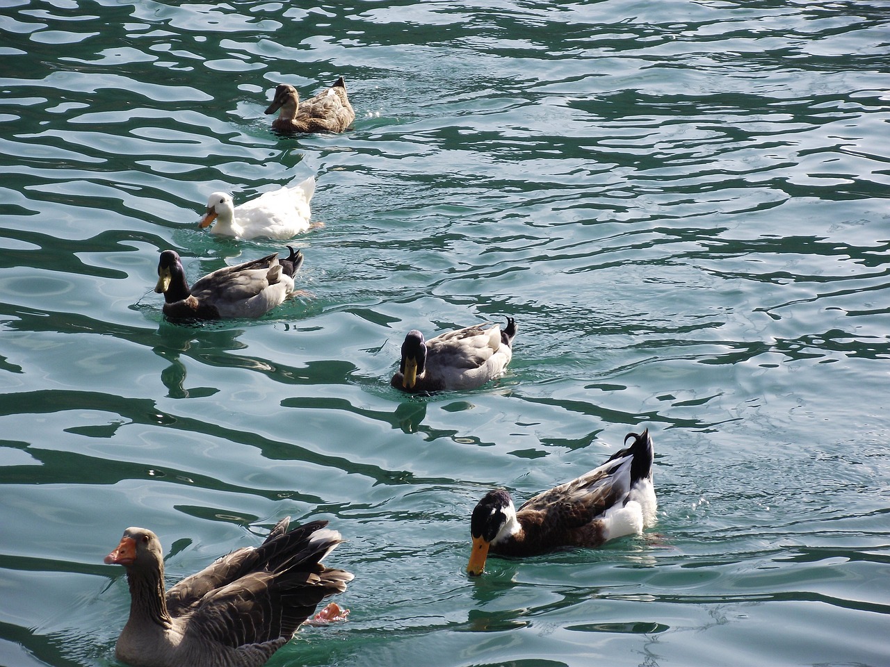 Pato Mar - Foto gratis en Pixabay - Pixabay