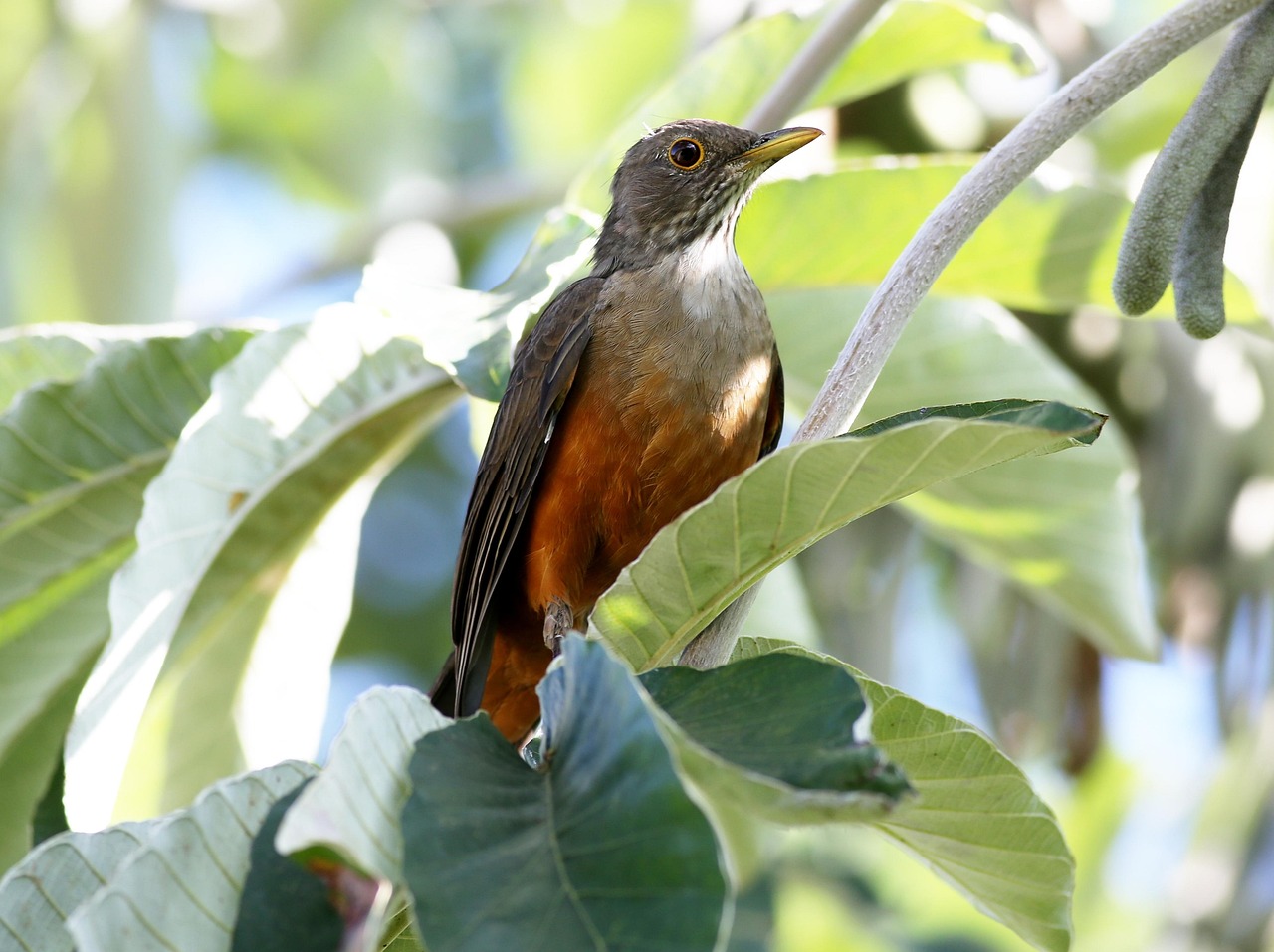 Candidiasis Naranja Pájaro - Foto gratis en Pixabay - Pixabay