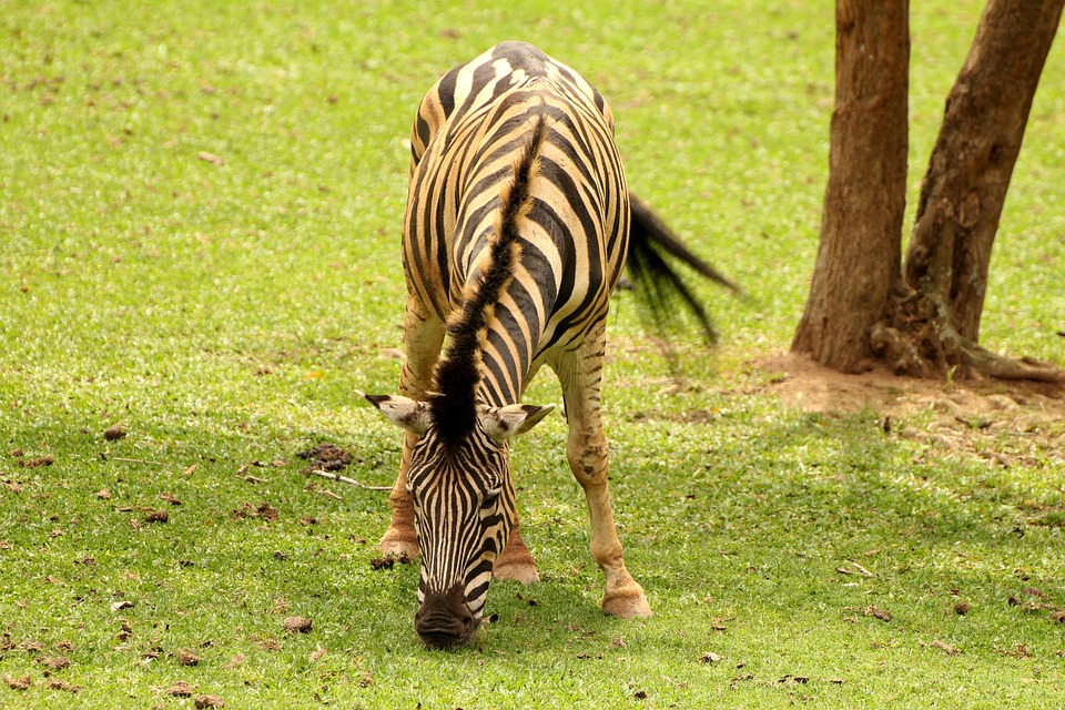 Zebra Tier Gestreift - Kostenloses Foto auf Pixabay