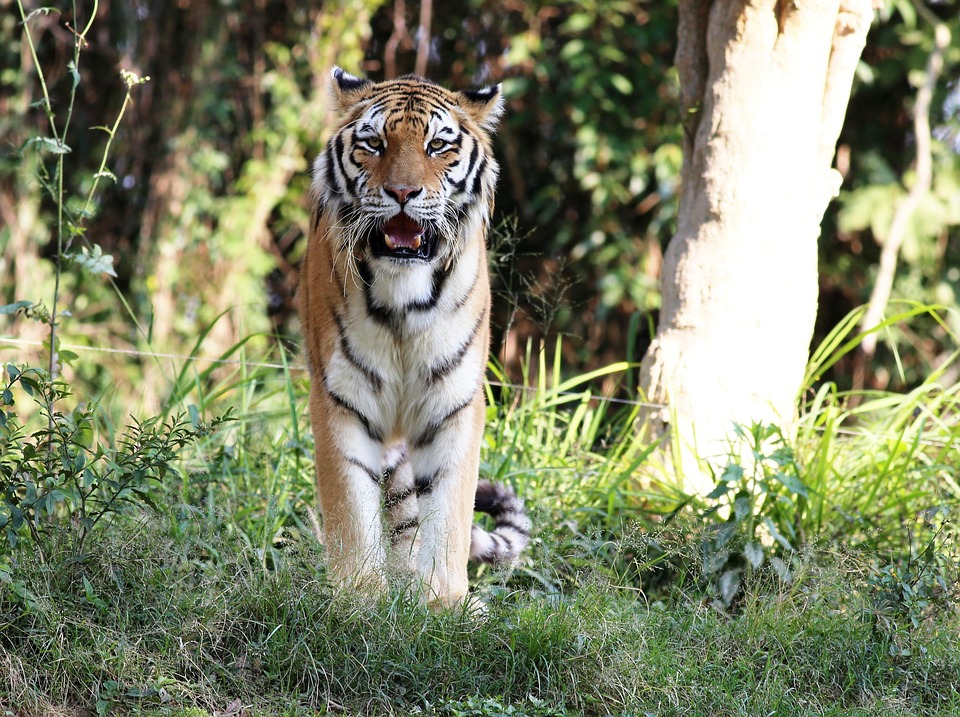 Harimau Liar Melihat - Foto gratis di Pixabay