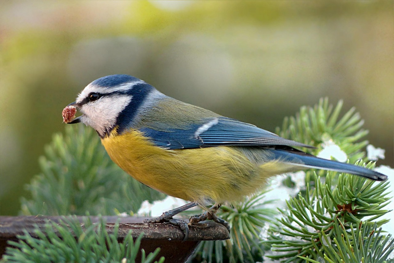 Blue Tit Cyanistes Caeruleus Bird - Free photo on Pixabay - Pixabay