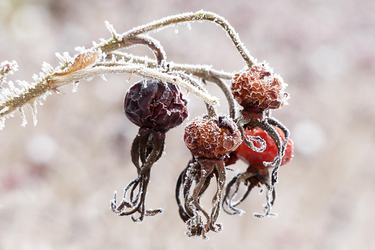 Rose Hip Rosa Canina Plant - Free photo on Pixabay - Pixabay