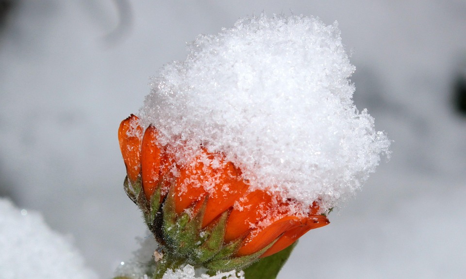 Souci Calendula Officinalis Fleur - Photo gratuite sur Pixabay