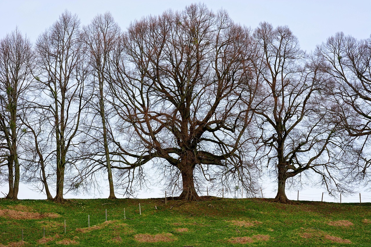 Tree Group Trees - Free photo on Pixabay