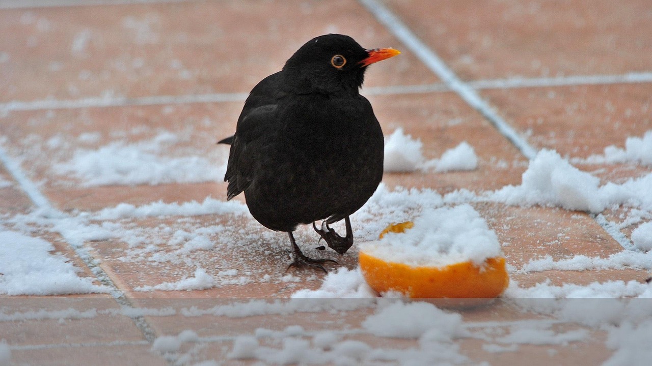 Blackbird Bird Songbird Wolf - Free photo on Pixabay - Pixabay