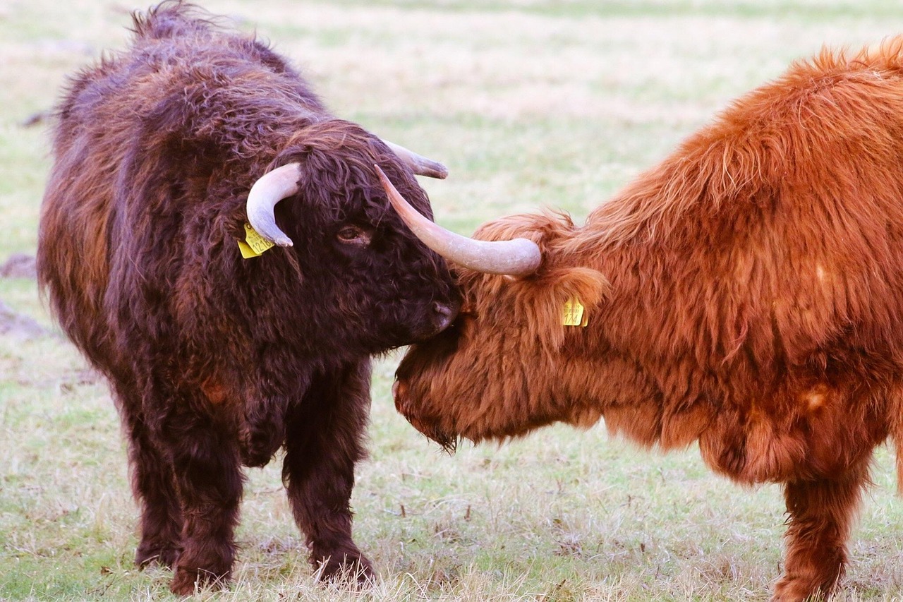 Scottish Highlanders Cow Beef - Free photo on Pixabay