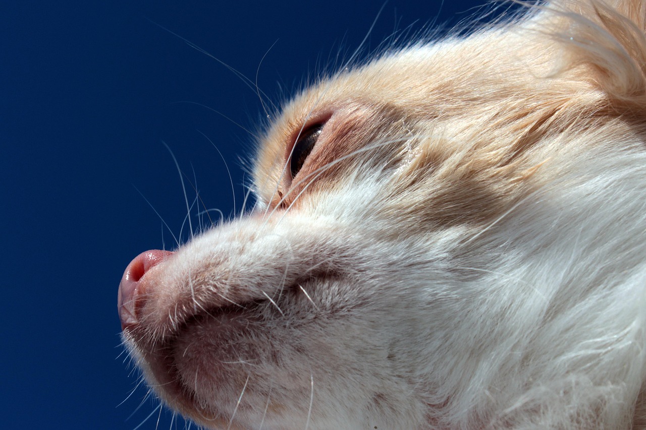 10,000+ Free Side-Profile & Side Profile Images - Pixabay