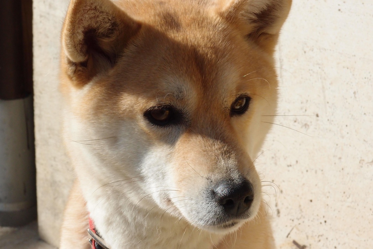 100+ Free Shiba Inu & Shiba Images - Pixabay