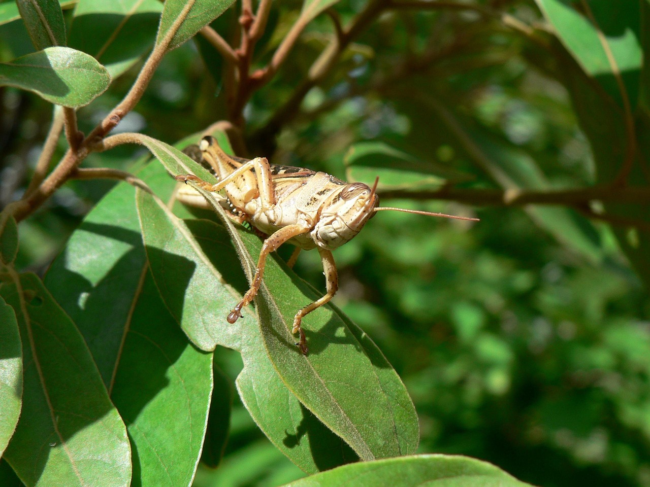 Insects Nature Plant - Free photo on Pixabay - Pixabay