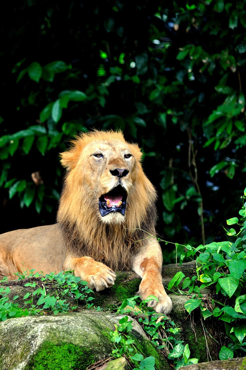 Singa Menguap Bosan - Foto gratis di Pixabay - Pixabay
