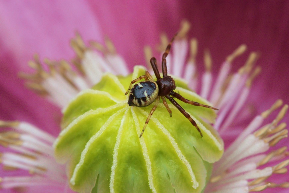 Globular Thomise Insect - Free photo on Pixabay - Pixabay