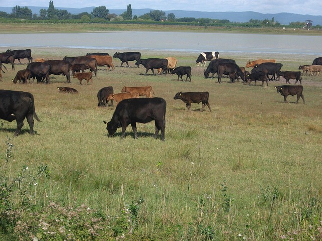Rinderherde Burgenland - Kostenloses Foto auf Pixabay