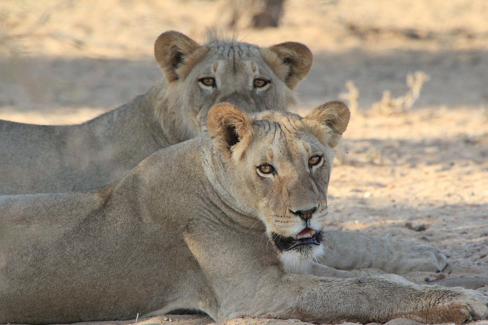 Löwen Afrika Wild - Kostenloses Foto auf Pixabay - Pixabay