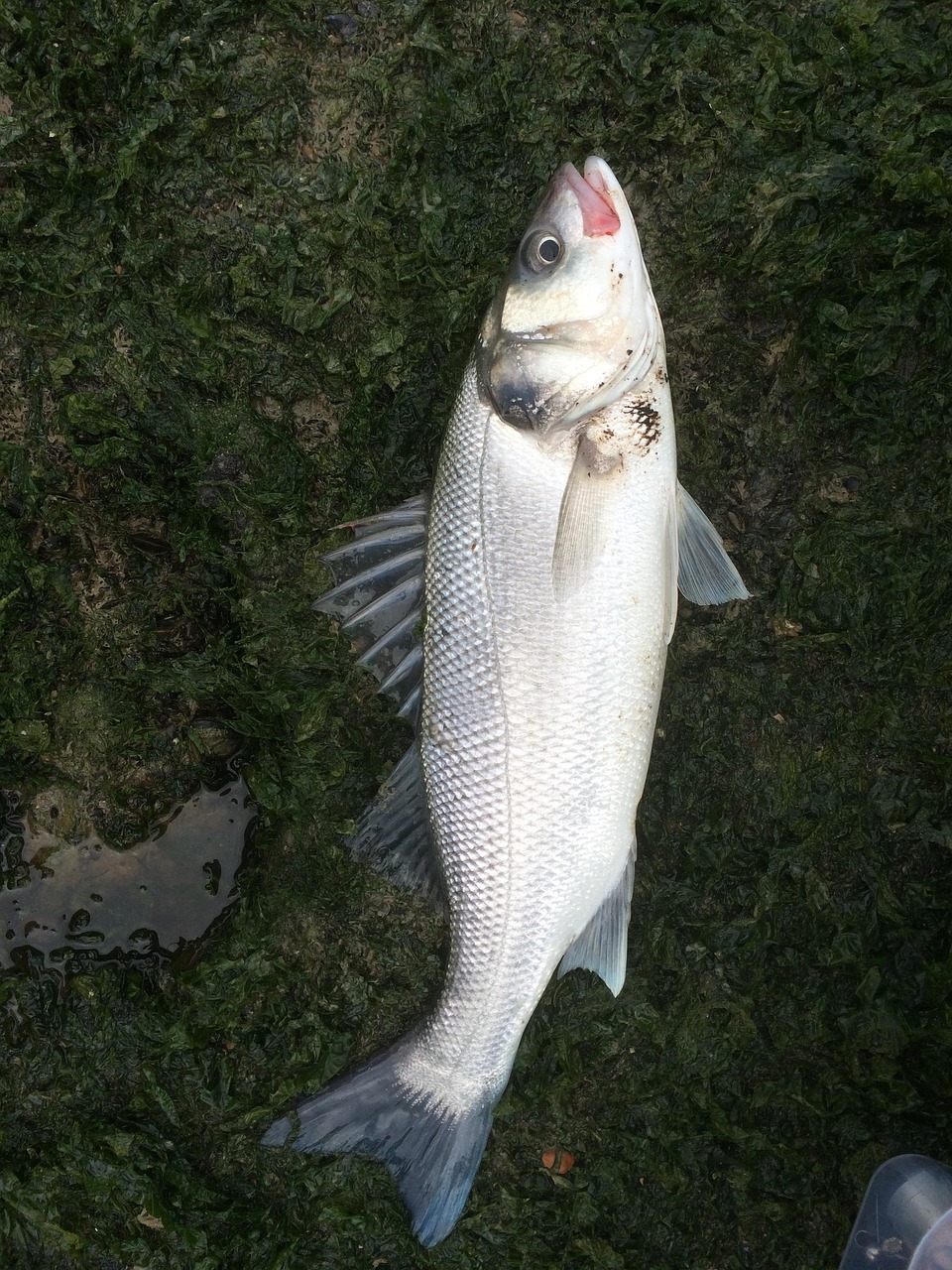 Sea Bass Fish - Free photo on Pixabay - Pixabay