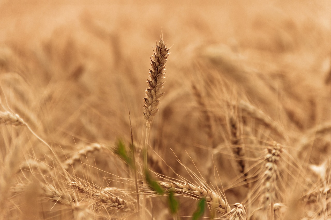Wheat Field Close-Up Plant - Free photo on Pixabay - Pixabay