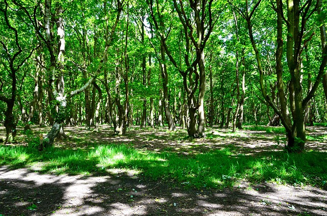 Page 3 - 30,000+ Free Road In A Forest & Nature Images - Pixabay