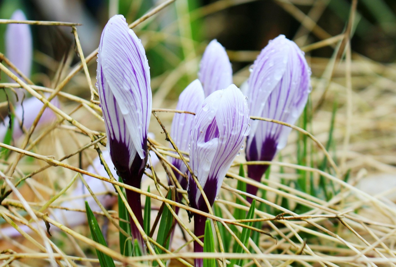Crocus Spring Flowers - Free photo on Pixabay