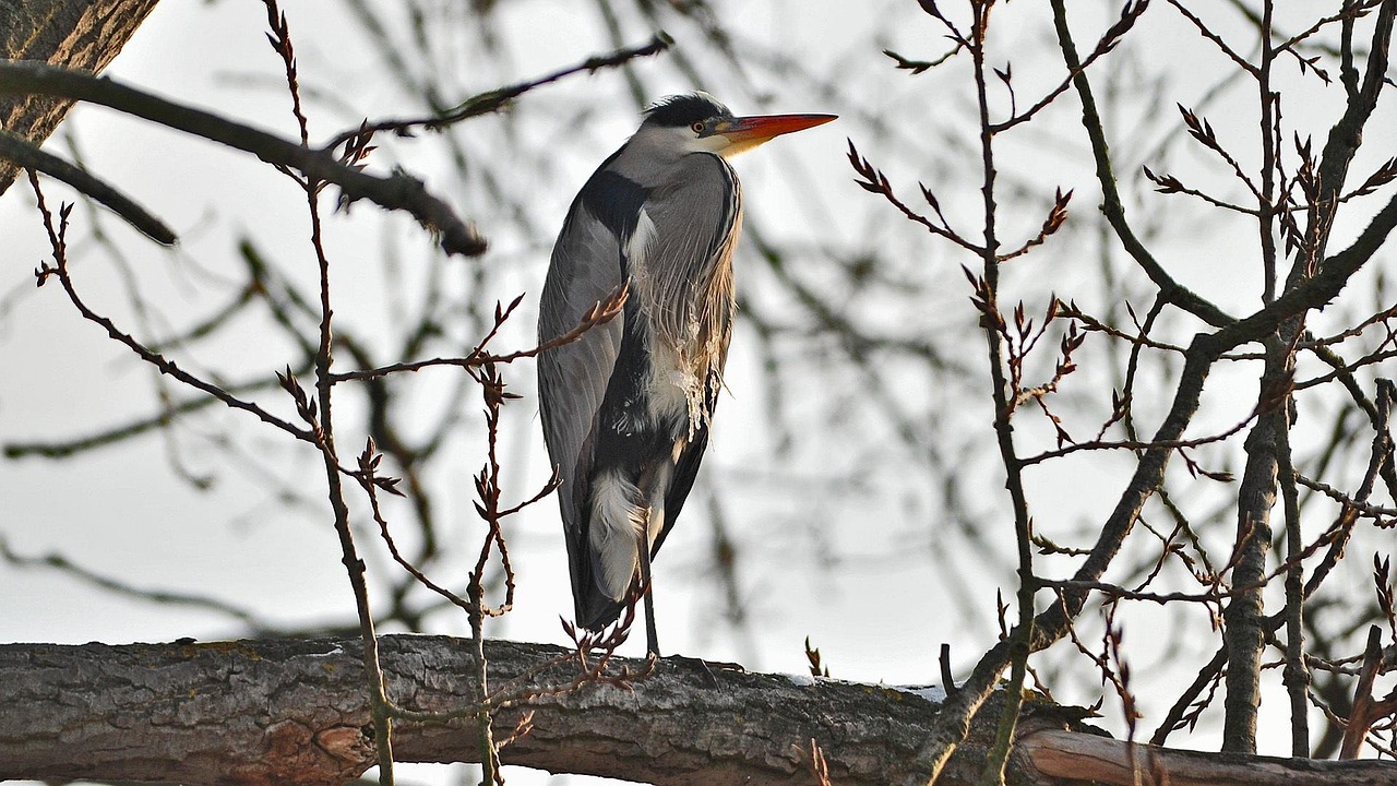 Garza Carámbano Pájaro - Foto gratis en Pixabay - Pixabay