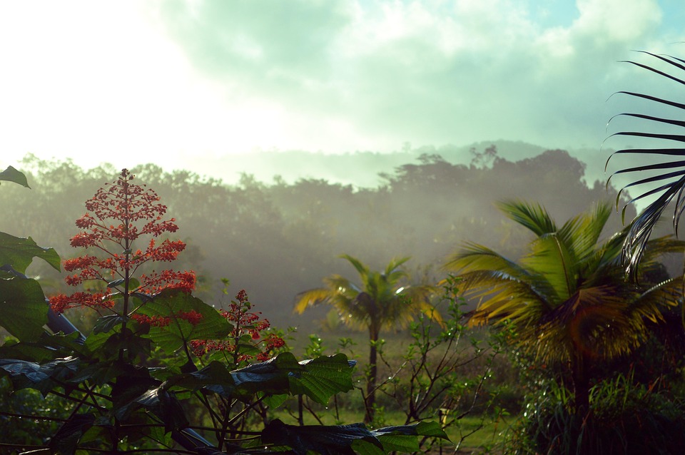 Guayana Francesa Selva Bosque - Foto gratis en Pixabay