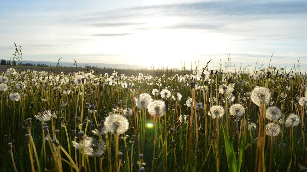 60,000+ Free New Life & New Zealand Images - Pixabay