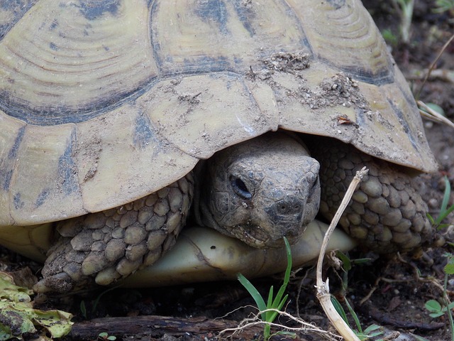 Tortoise Land Turtle Nature - Free photo on Pixabay - Pixabay