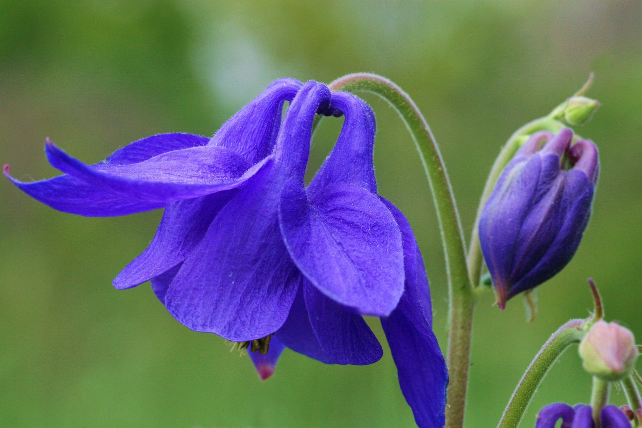 Ancolie Fleurs - Photo gratuite sur Pixabay - Pixabay