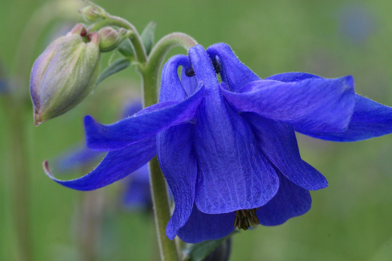 20,000+ Free Golden Columbine & Columbine Images - Pixabay