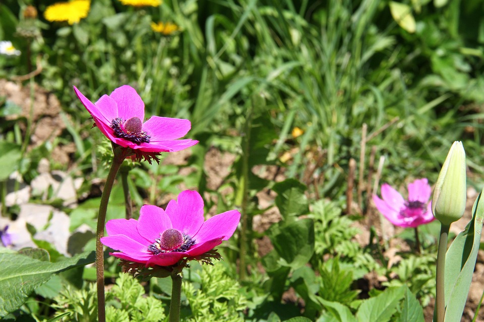 Anemone Flowers Spring - Free photo on Pixabay