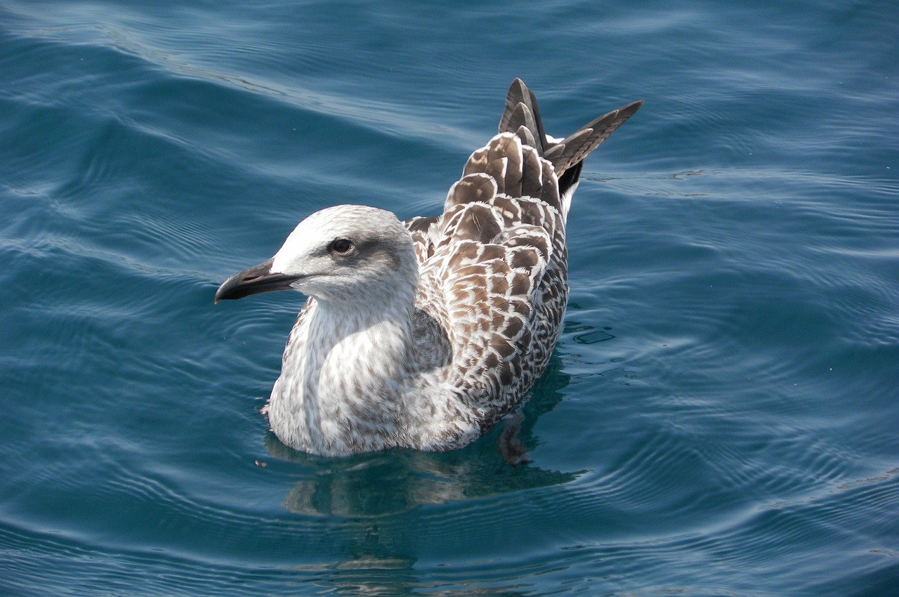 Gaviota Cachorro Pájaro - Foto gratis en Pixabay - Pixabay