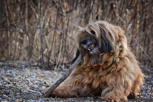 40+ Free Dog Chew & Chew Photos - Pixabay
