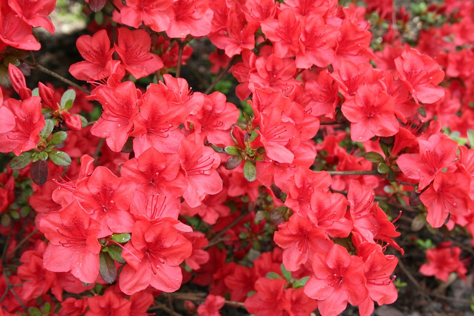 Bunga-Bunga Merah Musim Semi - Foto gratis di Pixabay - Pixabay