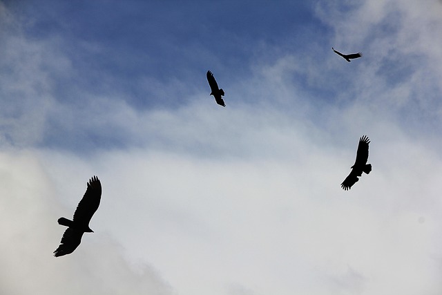 Vulture Heaven Flying Wild - Free photo on Pixabay