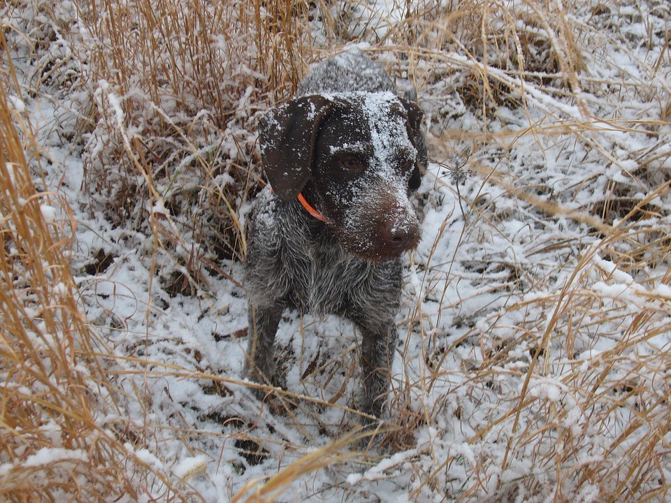 Dog Hunting Hunter - Free photo on Pixabay - Pixabay