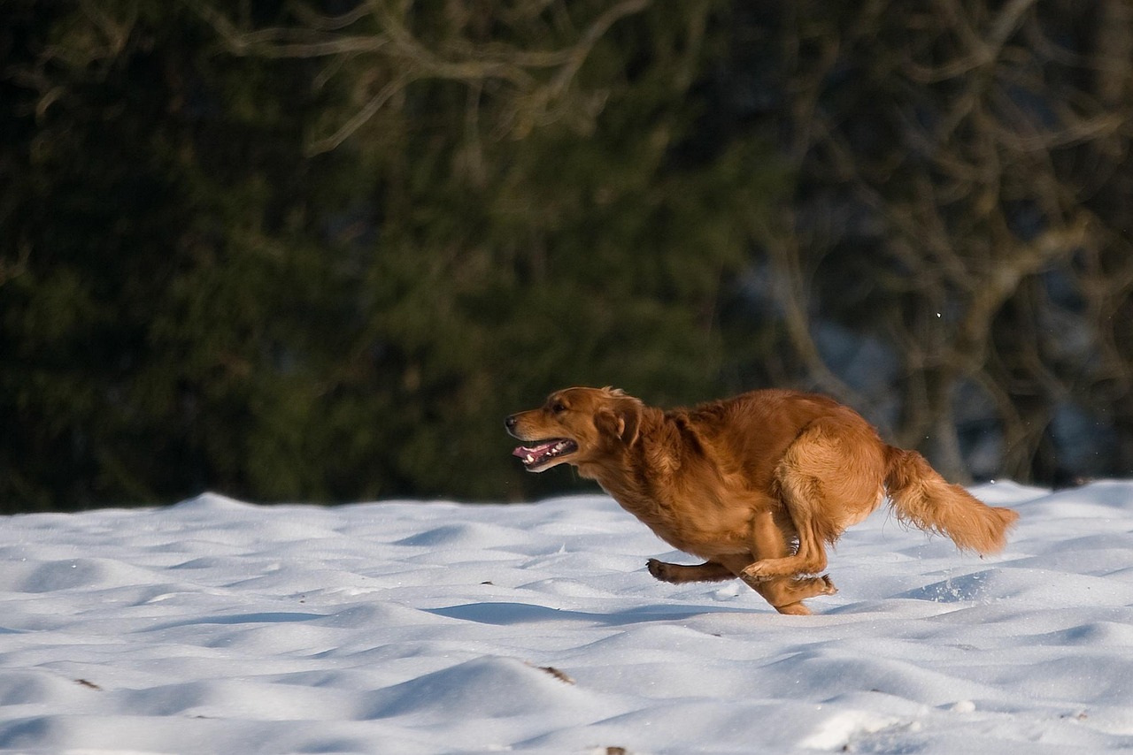 50,000+ Free Hunting Dogs & Dog Images - Pixabay