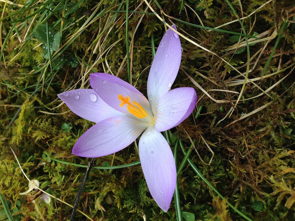 Crocus Fleur Le Printemps La - Photo gratuite sur Pixabay - Pixabay