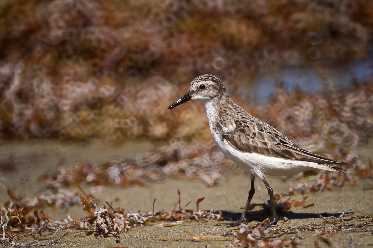 Pájaro Animal Playa - Foto gratis en Pixabay - Pixabay