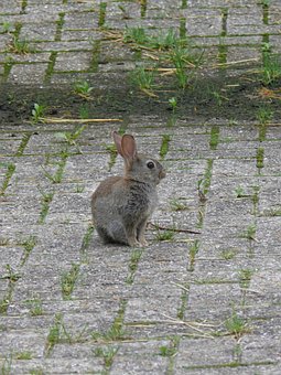 Plus de 10 photos gratuites de Lapereau et de Lapin
