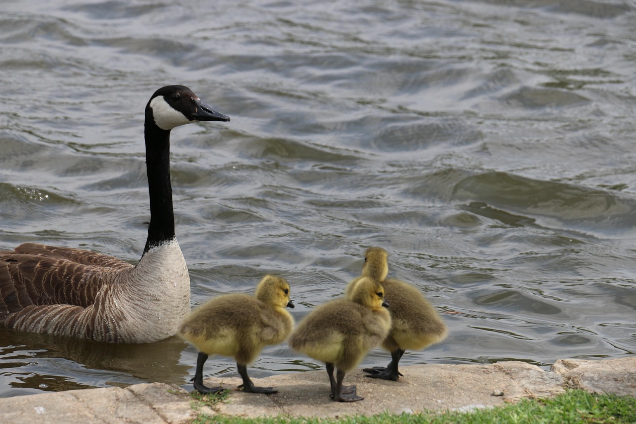 Patos Patitos Animales Bebés - Foto gratis en Pixabay - Pixabay