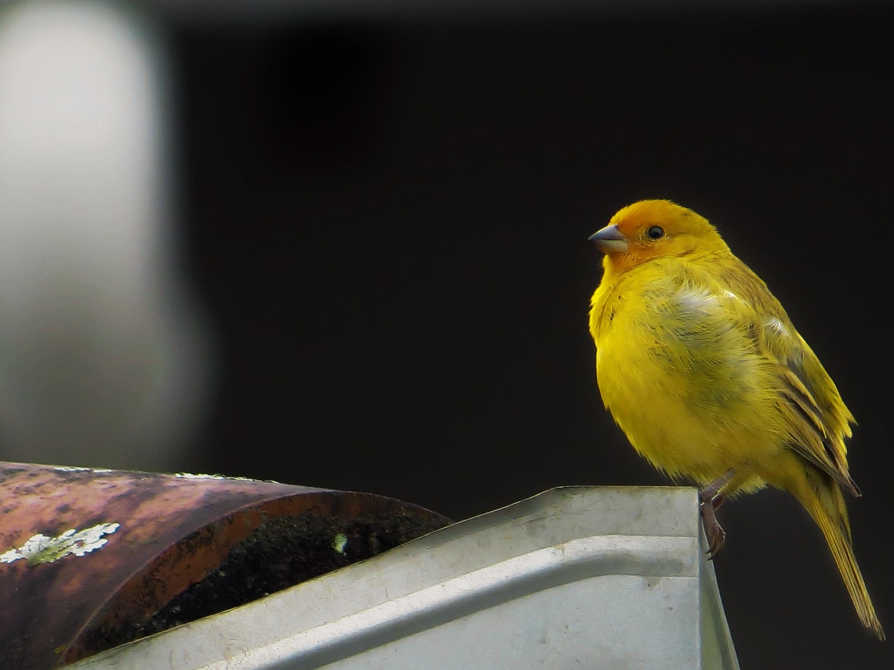 Pájaro Amarillo Aves - Foto gratis en Pixabay - Pixabay